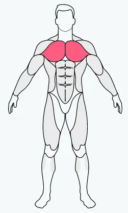 Chest - Muscle Fit