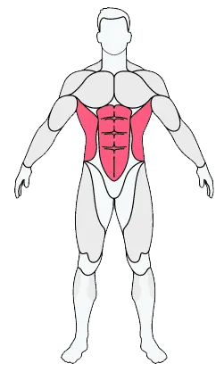 Middle Body - Muscle Fit
